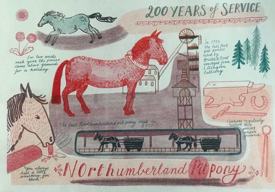 Northumberland Pit Pony | Trina Dalziel | The Biscuit Factory